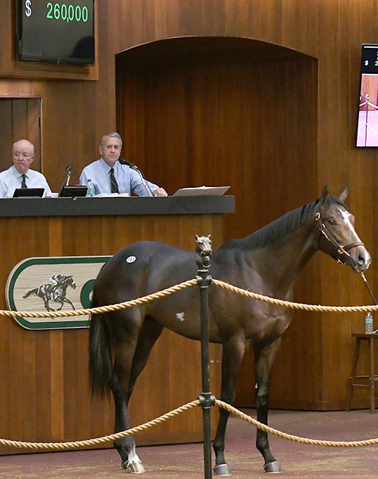 Cairo Prince - Airdrie Stud