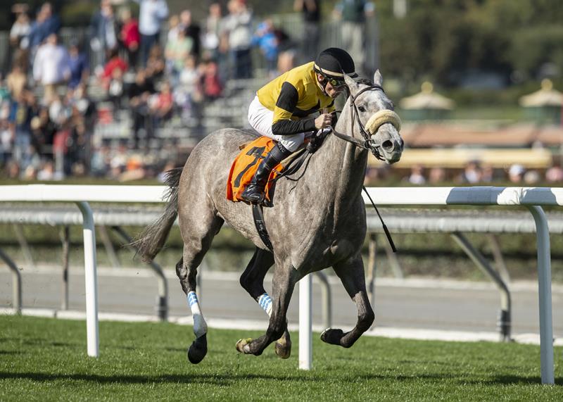 Cairo Prince - Airdrie Stud