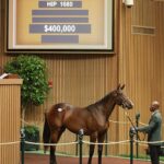 Cairo Prince - Airdrie Stud