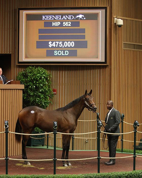 Cairo Prince - Airdrie Stud