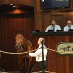 Cairo Prince - Airdrie Stud