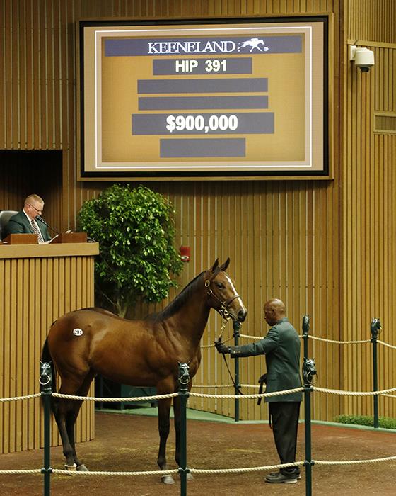 Cairo Prince - Airdrie Stud