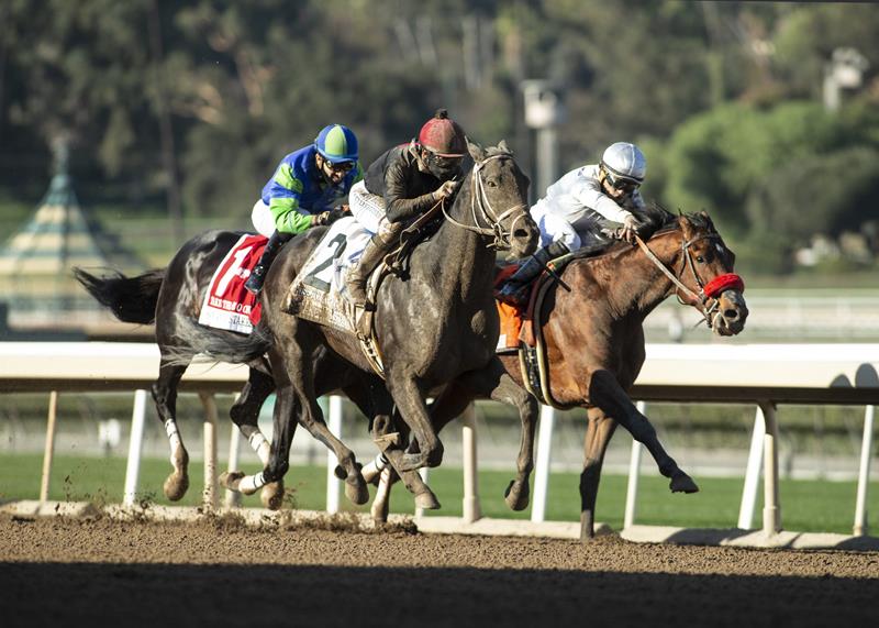 Cairo Prince - Airdrie Stud