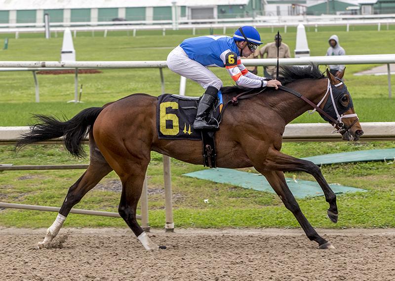 Cairo Prince - Airdrie Stud