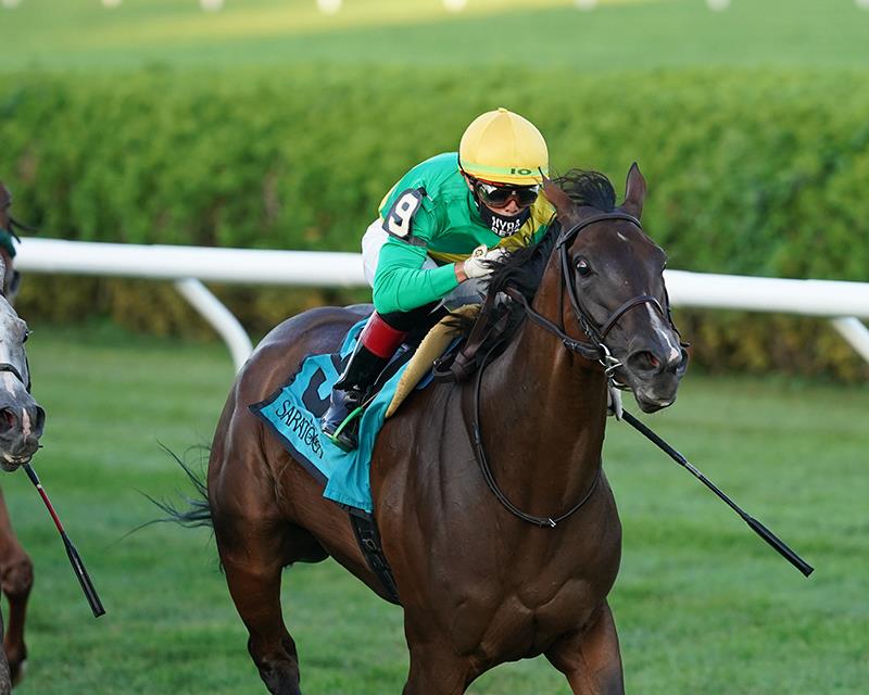 Cairo Prince - Airdrie Stud